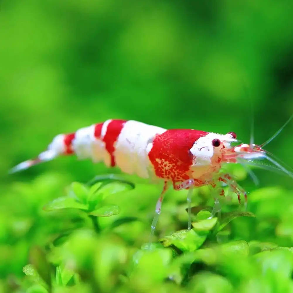 Blue Dream Shrimp - Roxy Aquarium