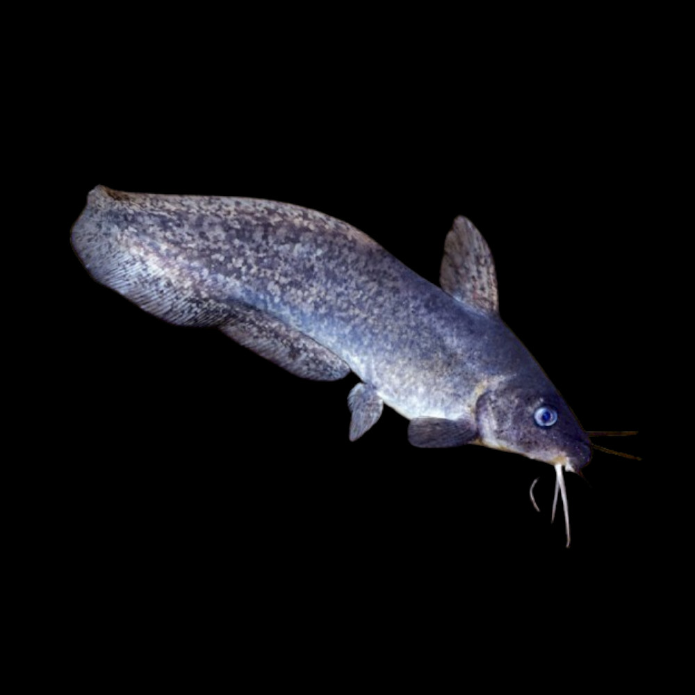 Tandanus Catfish Available - Roxy Aquarium