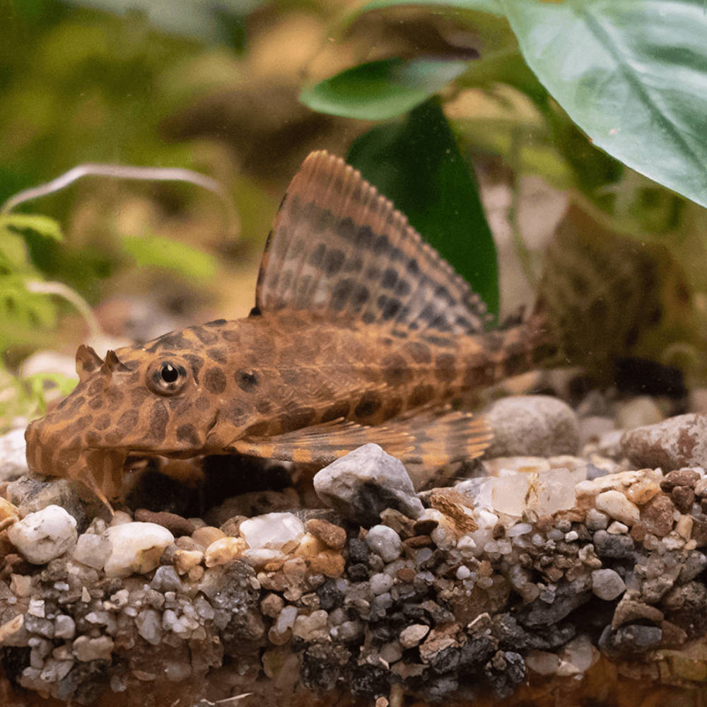 Clown Pleco