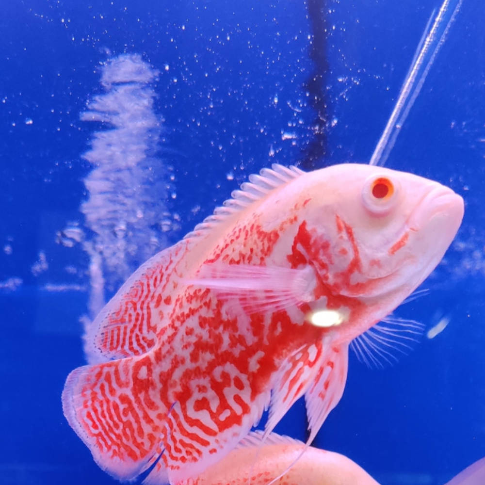 Albino Red Chilli Tiger Oscar - Roxy Aquarium