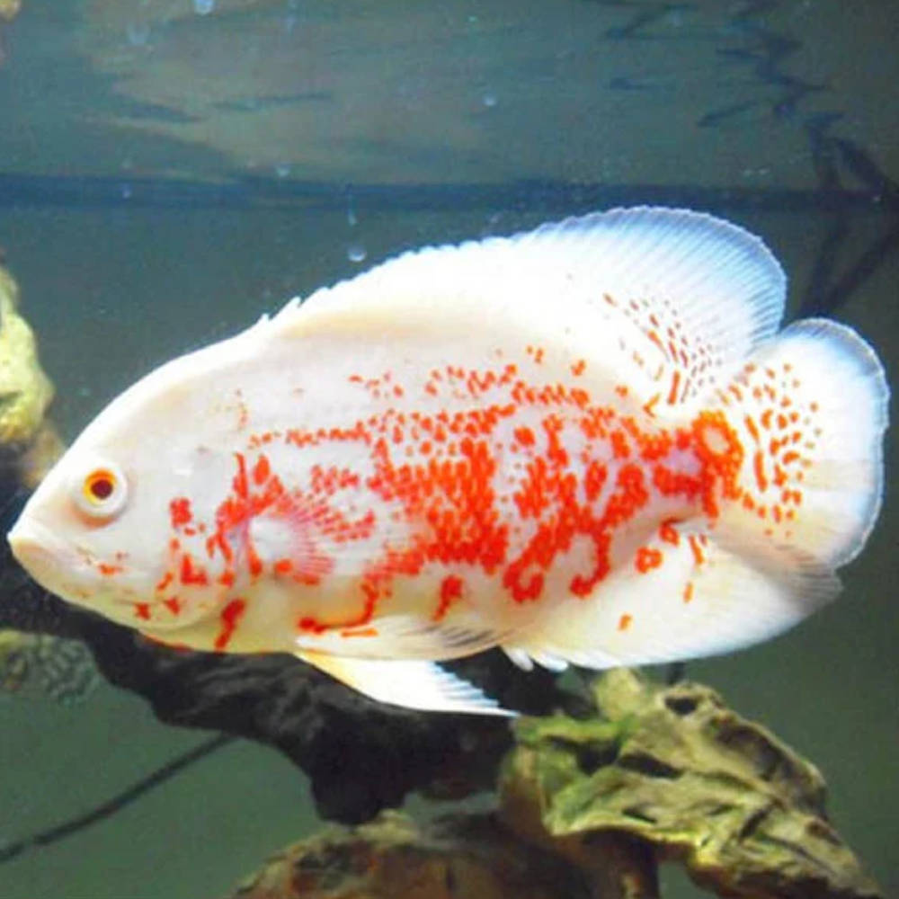 Albino Tiger Oscar Available - Roxy Aquarium