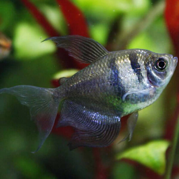 Black Widow Tetra Longfin - Roxy Aquarium