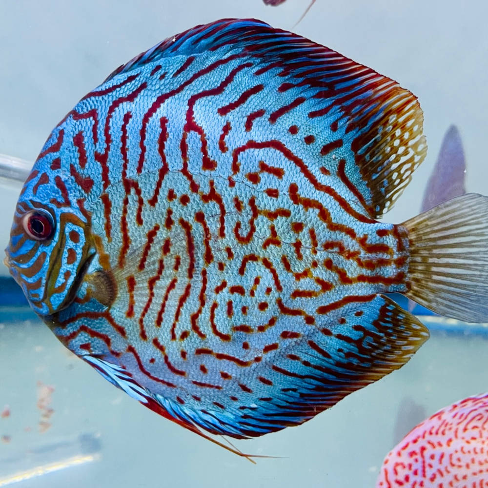 Blue Tiger Turquoise Discus - Roxy Aquarium