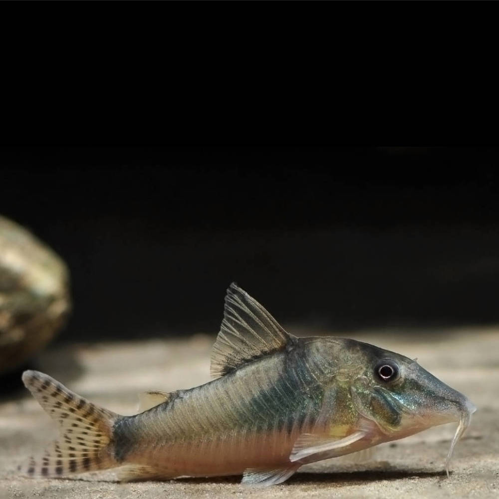 Corydoras Simulatus