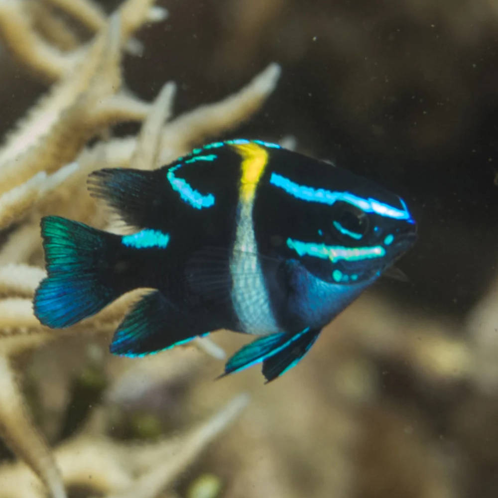 Damselfish Javanese Blue Streak - Roxy Aquarium