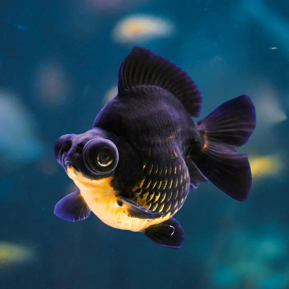 Dragon Fish Aquarium