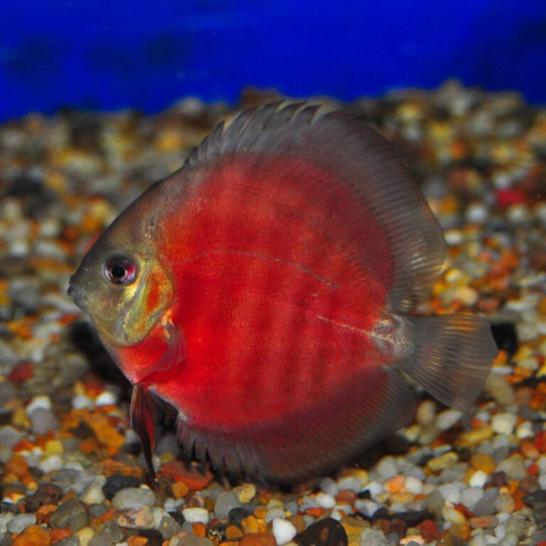 Discus Fish For Sale - Roxy Aquarium