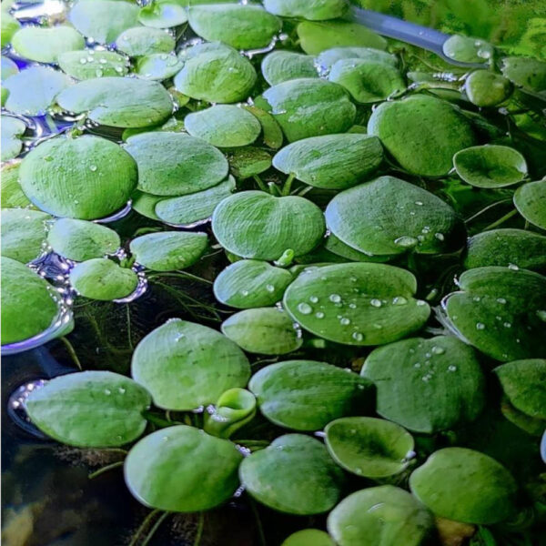 Frogbit Floating Plant - Roxy Aquarium