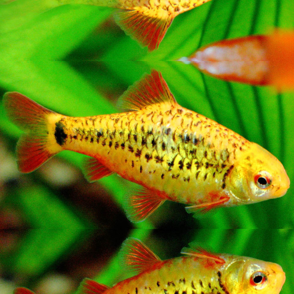 Golden Barb Available - Roxy Aquarium