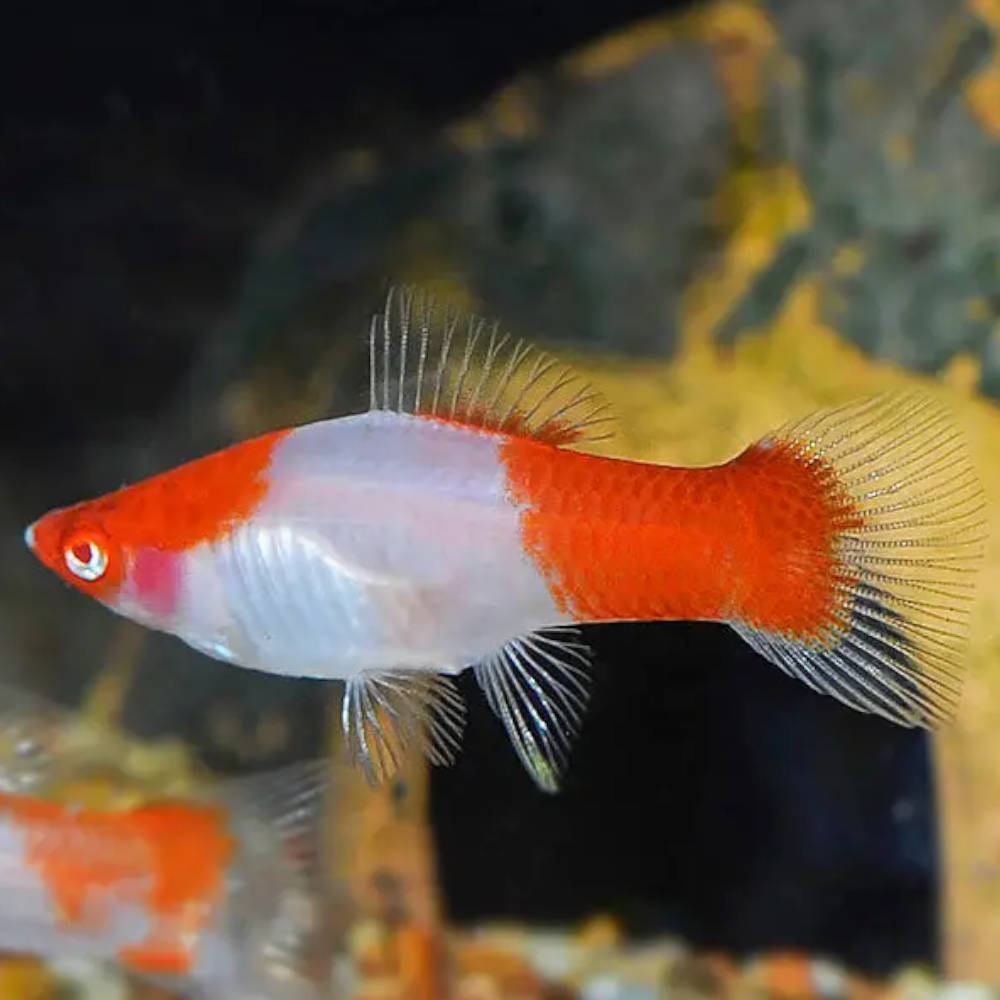 Kohaku Swordtail Available - Roxy Aquarium