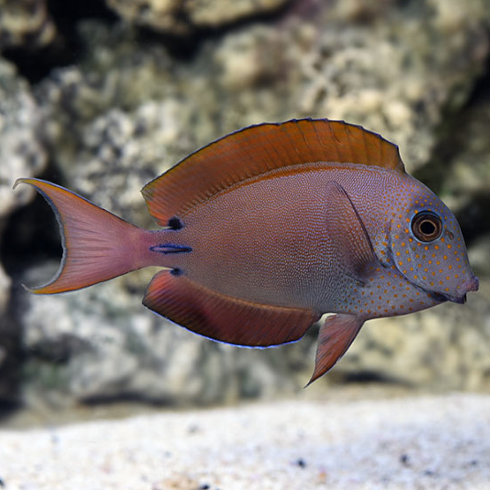 Lavender Tang Available - Roxy Aquarium