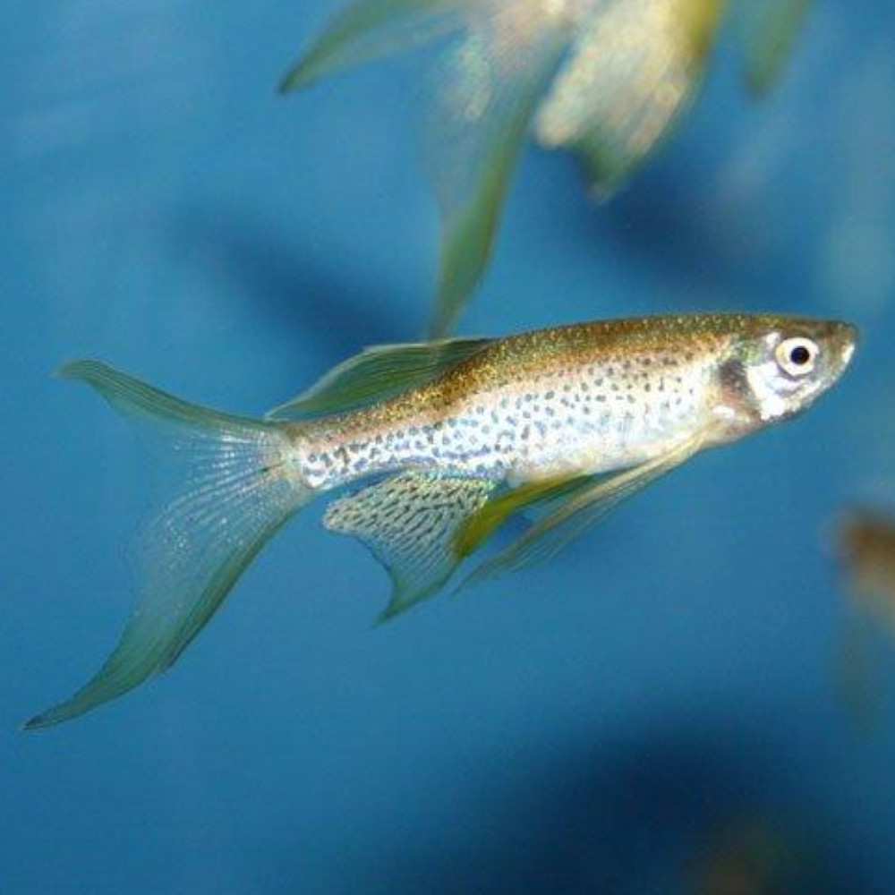 Leopard Danio Longfin Available - Roxy Aquarium