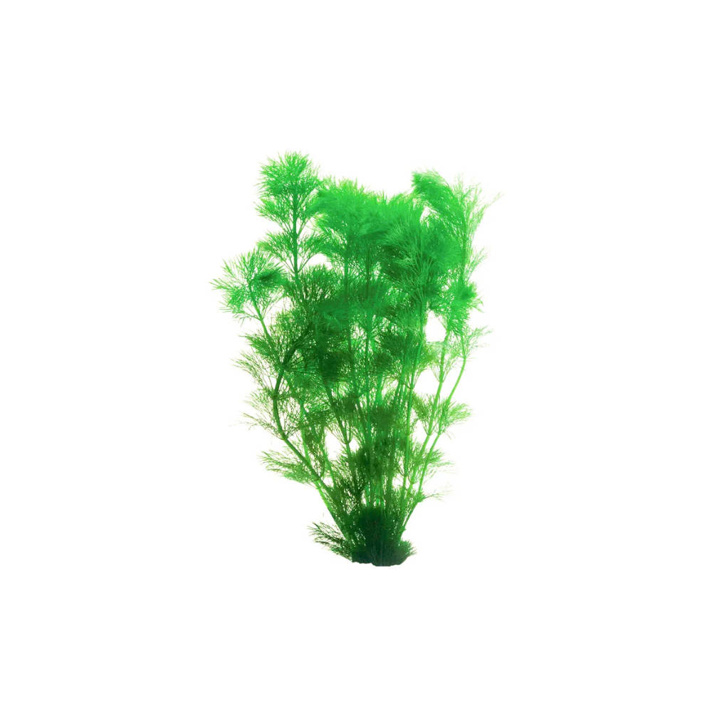 Lime Green Ambulia - Roxy Aquarium