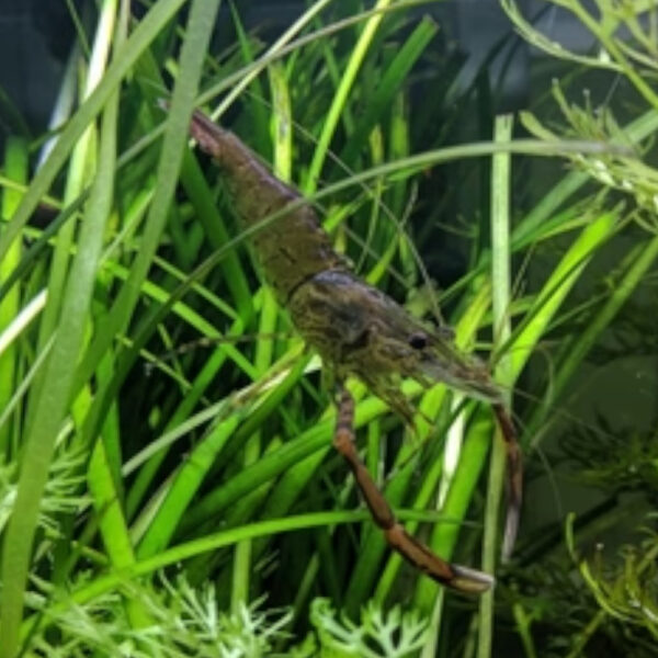 Shrimps - Live Fish - Roxy Aquarium