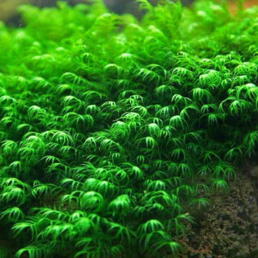 Fissidens Moss