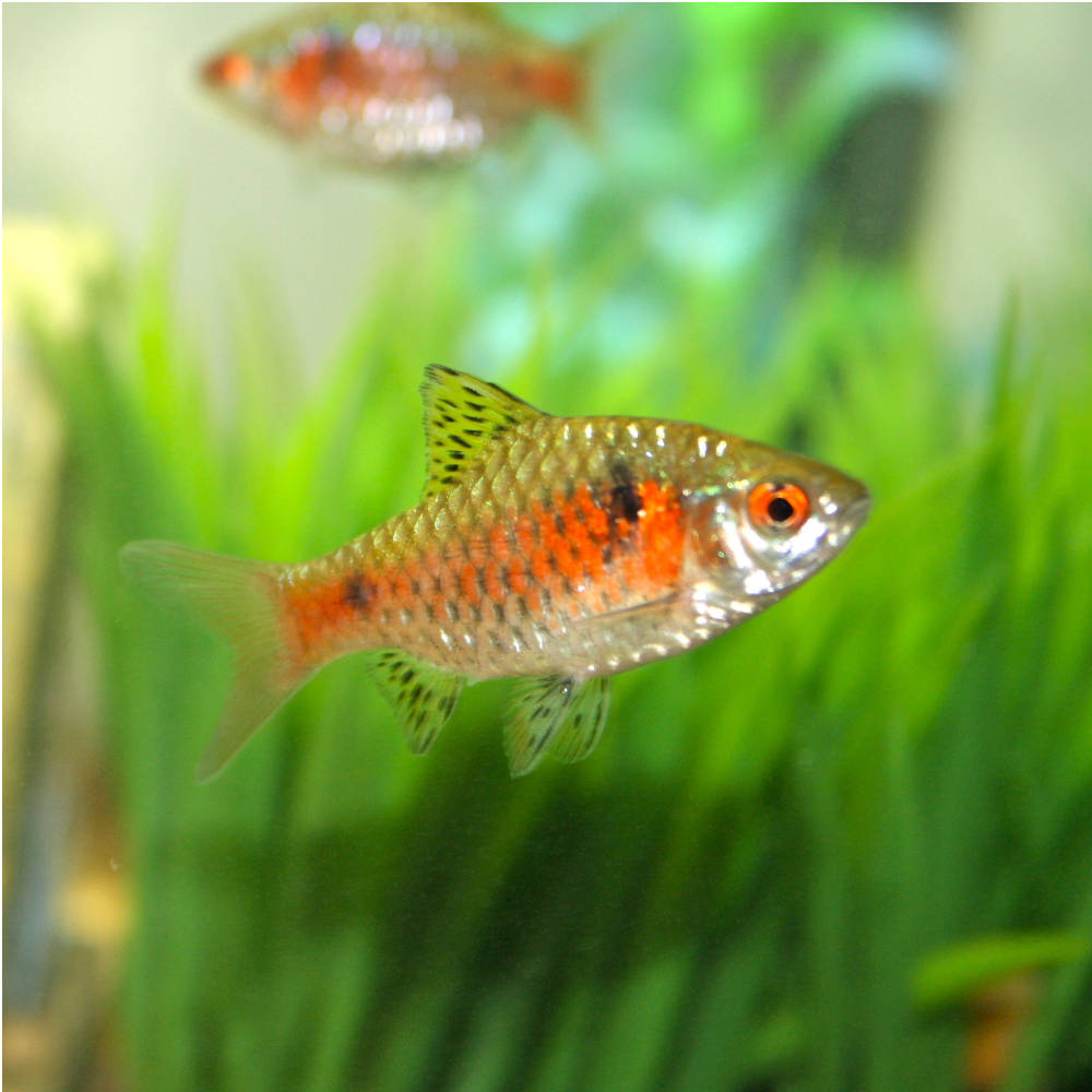 Odessa Barb Available Now - Roxy Aquarium
