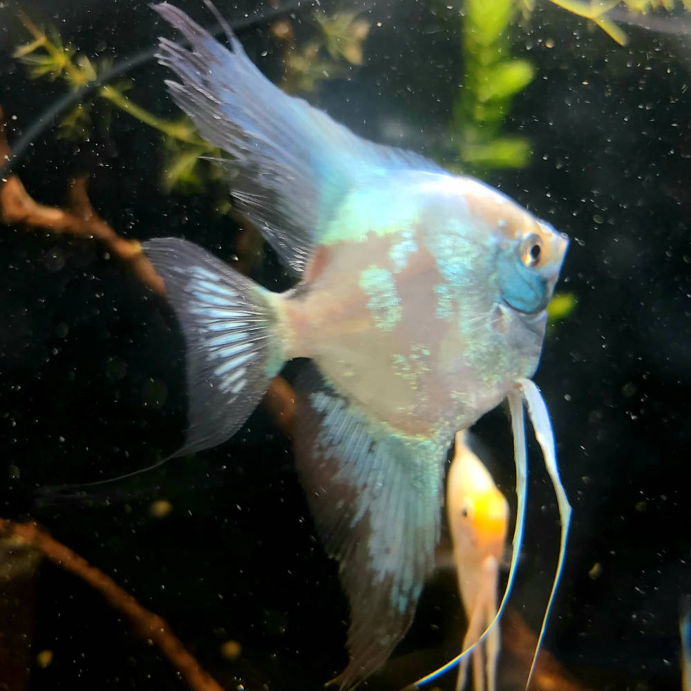 Paraiba Angel - Roxy Aquarium