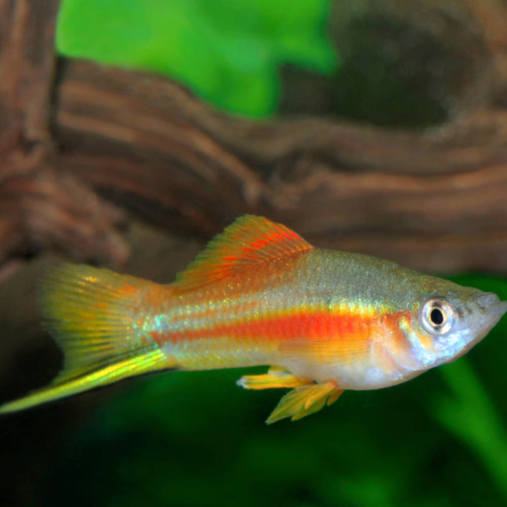 Pineapple Swordtail Fish