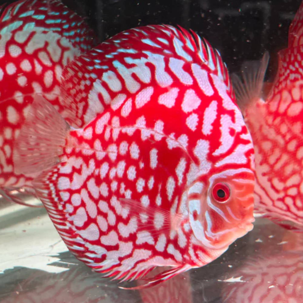 Red Map Discus Fish Photo #4 See My Redmap Discus Amazon,