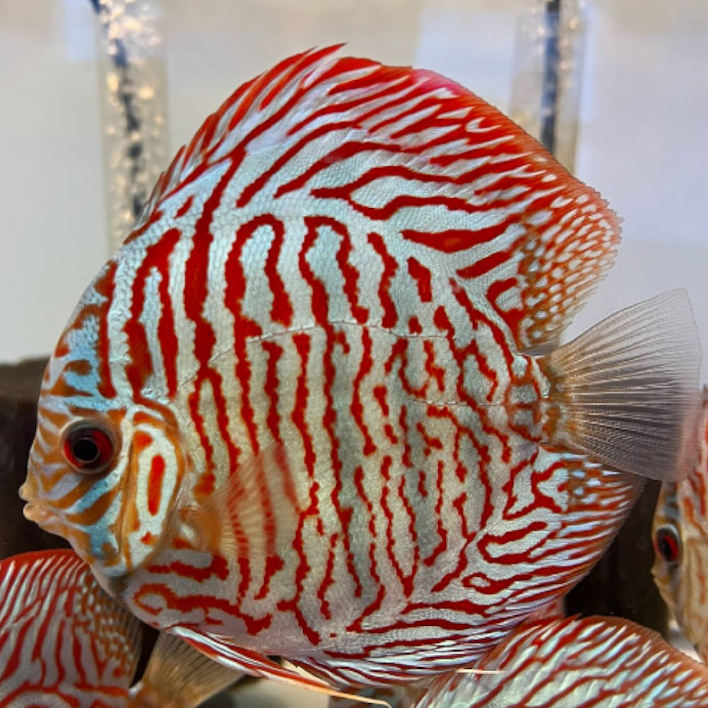 Red Tiger Turquoise Discus - Roxy Aquarium