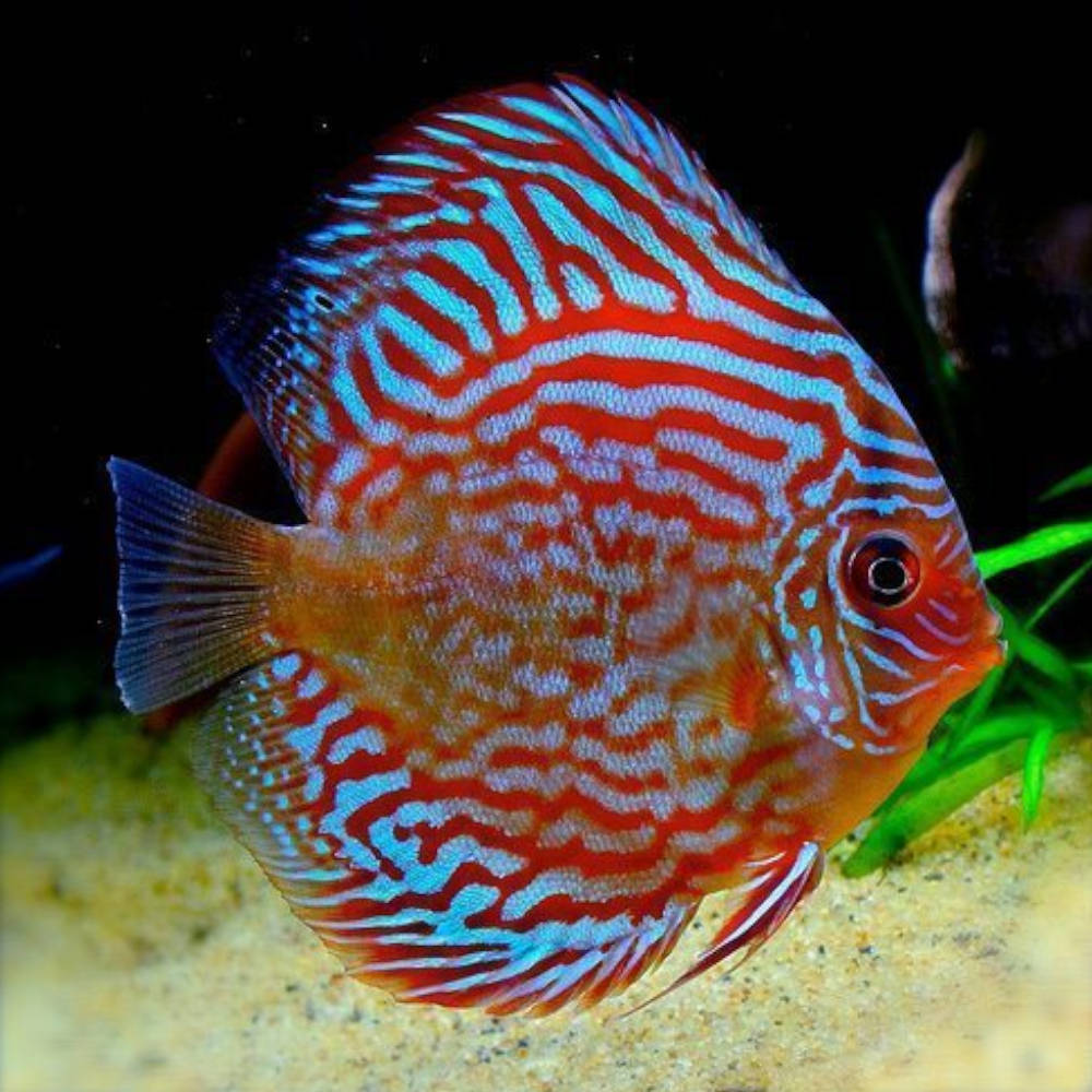 Red Turquoise Discus Available - Roxy Aquarium