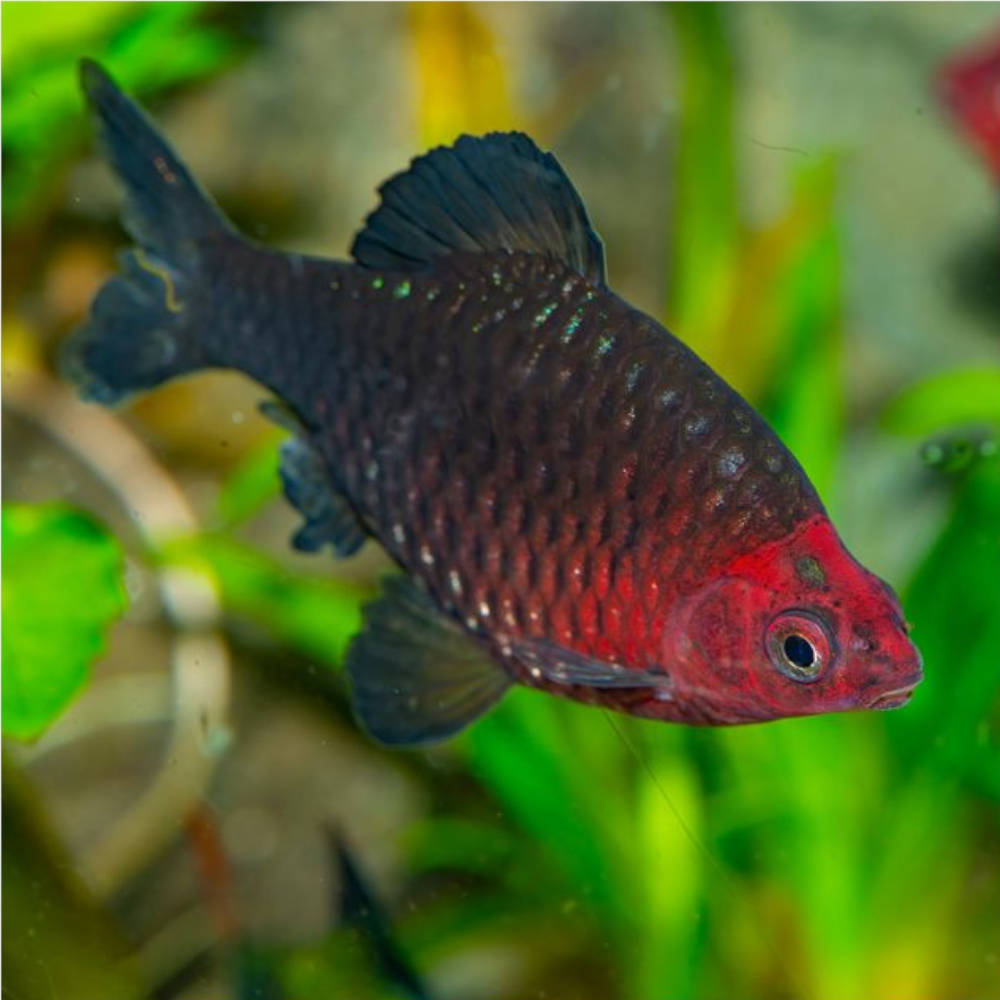 Ruby Barb Available - Roxy Aquarium
