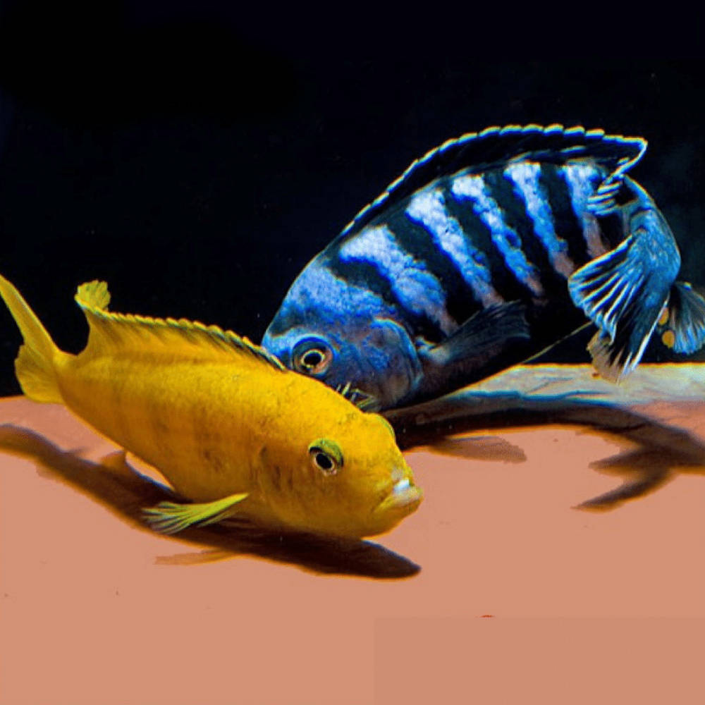 Saulosi Available - Roxy Aquarium