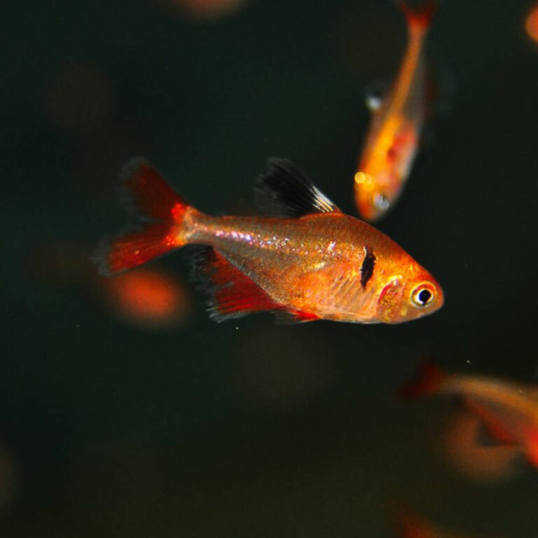 Serpae Tetra Longfin Available - Roxy Aquarium