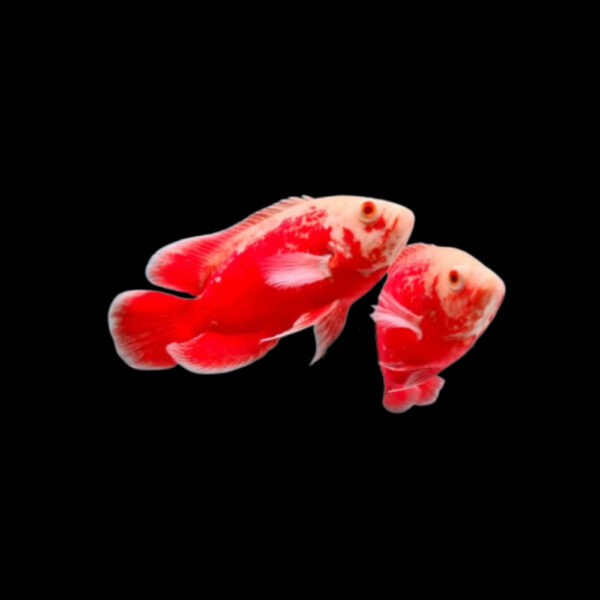 Super Red Albino Chilli Oscar - Roxy Aquarium