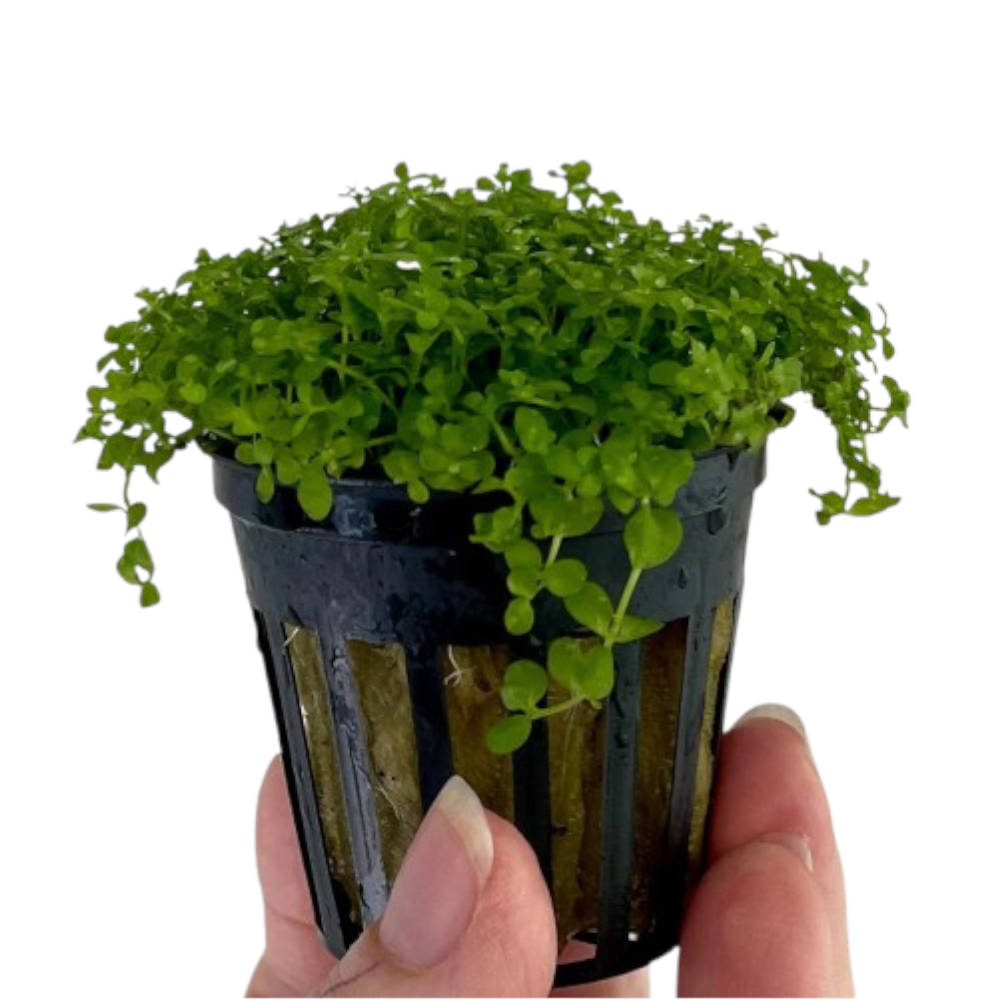 Takashi Carpet 5cm Pot - Roxy Aquarium