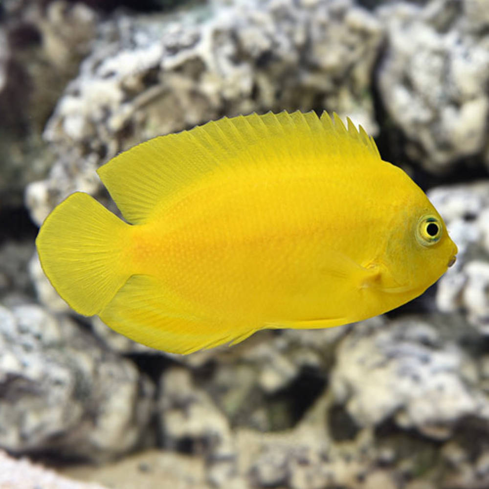 Herald’s Yellow Angelfish - Roxy Aquarium