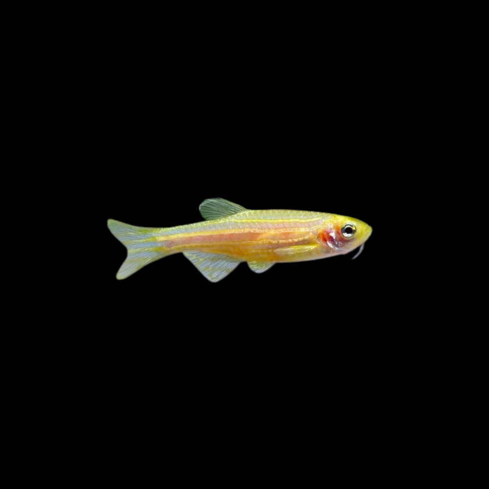 Zebra Danio – Gold Available - Roxy Aquarium