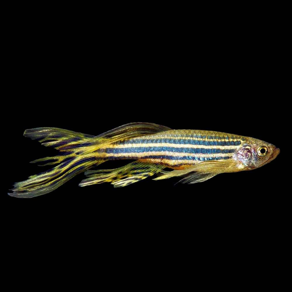 Zebra Danio – Longfin Available- Roxy Aquarium