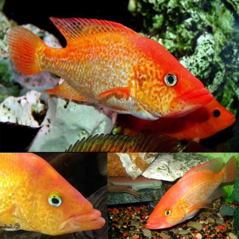 Live Fish - Roxy Aquarium