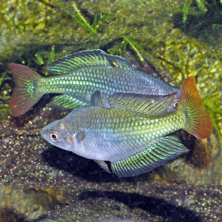 Murray River Rainbow Fish - Roxy Aquarium