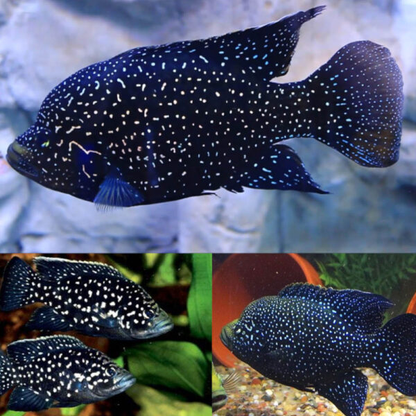 Polleni Paratilapia Cichlid - Roxy Aquarium