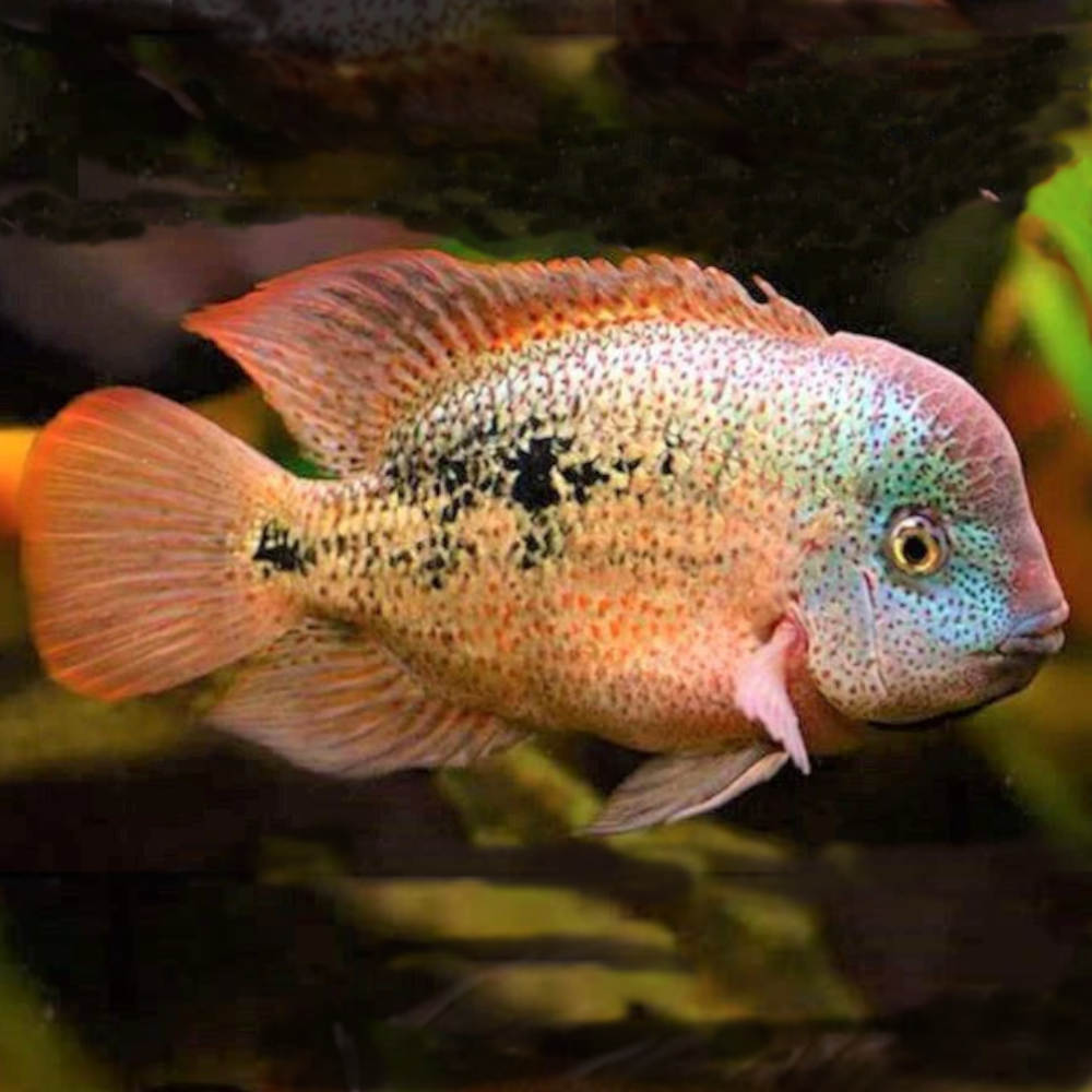 Vieja Hartwegi Tailbar Cichlid - Roxy Aquarium