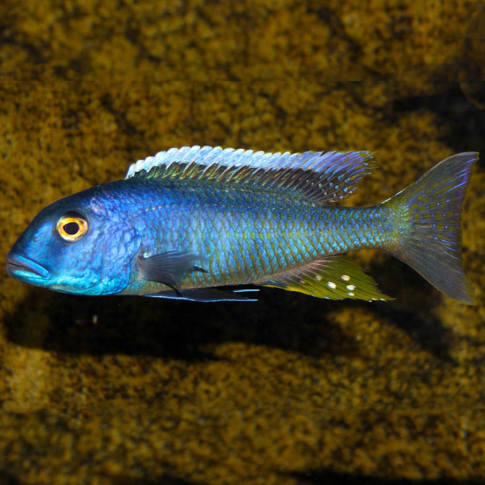Buccochromis Spectabilis - Roxy Aquarium