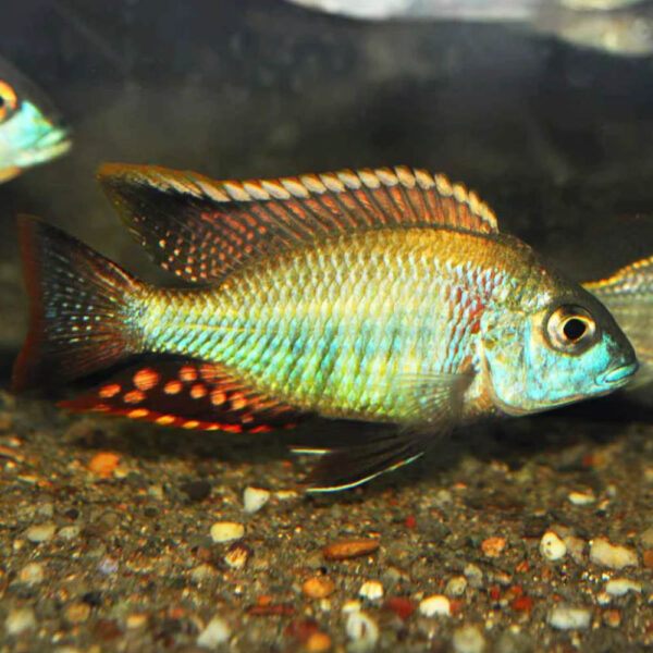 African Cichlids - Roxy Aquarium