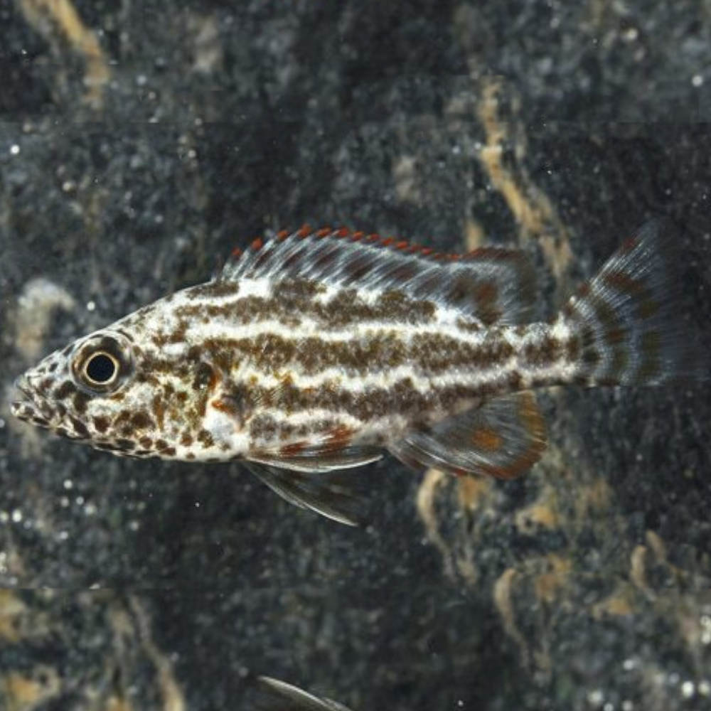 Polystigma Cichlid Available - Roxy Aquarium