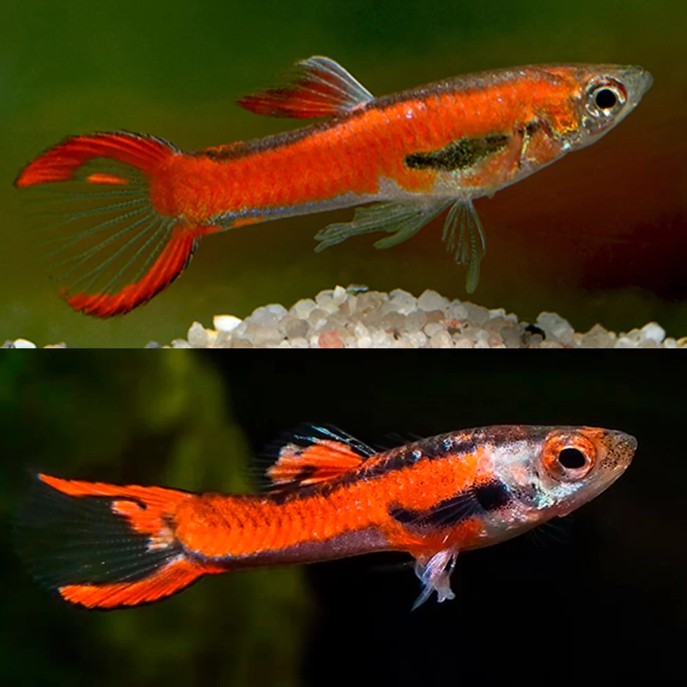 Chilli Red Endler - Roxy Aquarium