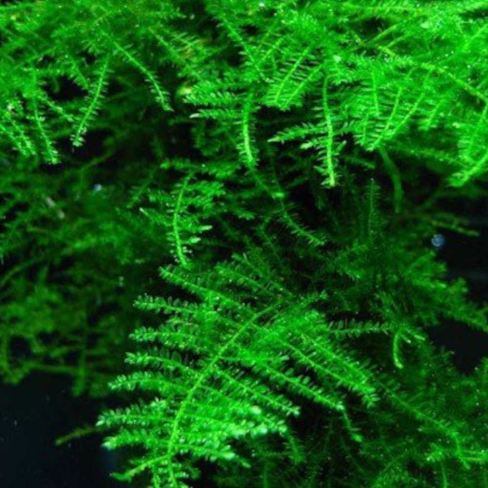 Taiwan Moss - Roxy Aquarium