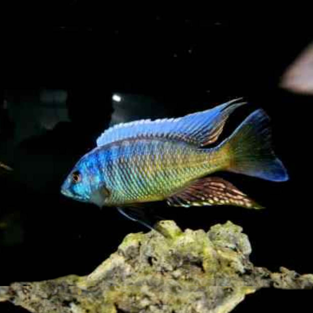 Yellowfin Mollto Available - Roxy Aquarium