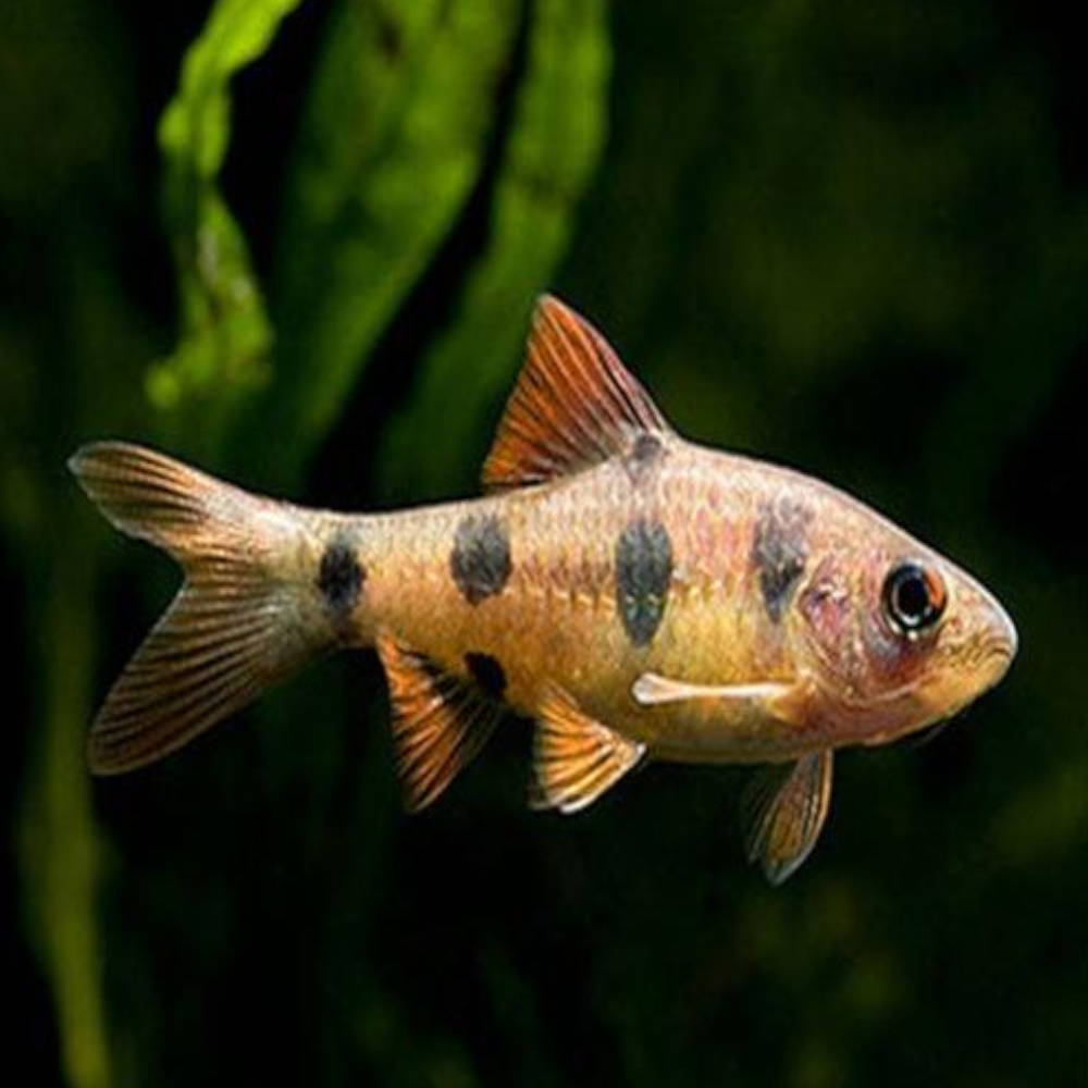 Clown Barb Available Now! - Roxy Aquarium