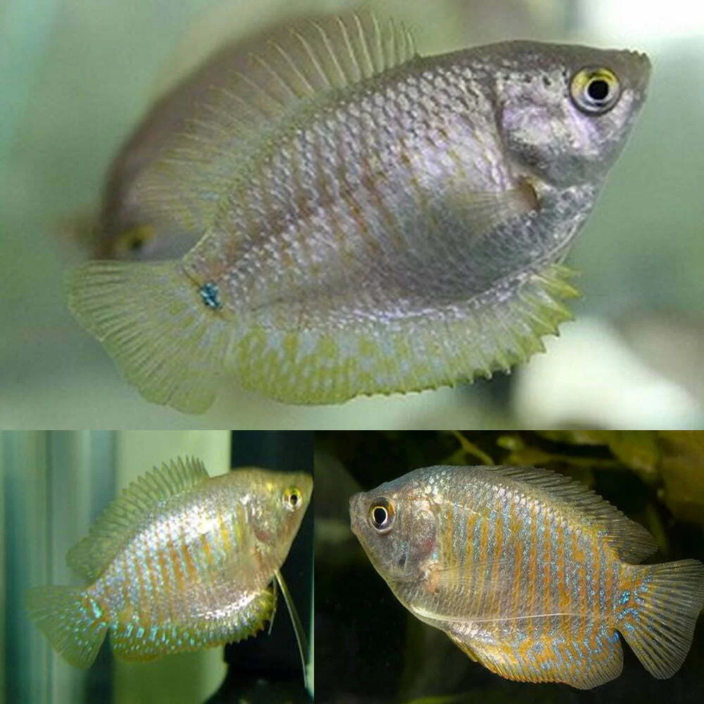 Female Dwarf Gourami Available - Roxy Aquarium