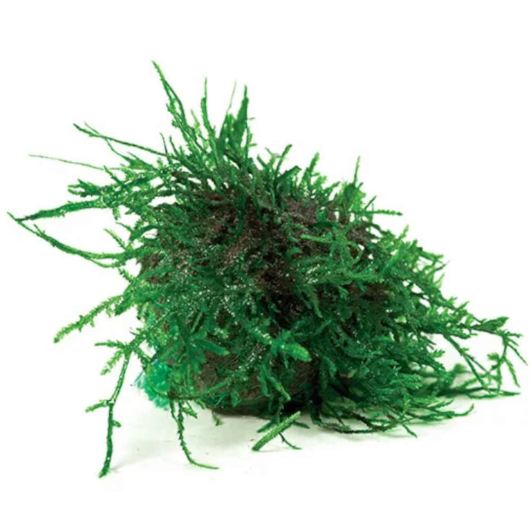 Fontinalis Topiary Balls - Roxy Aquarium