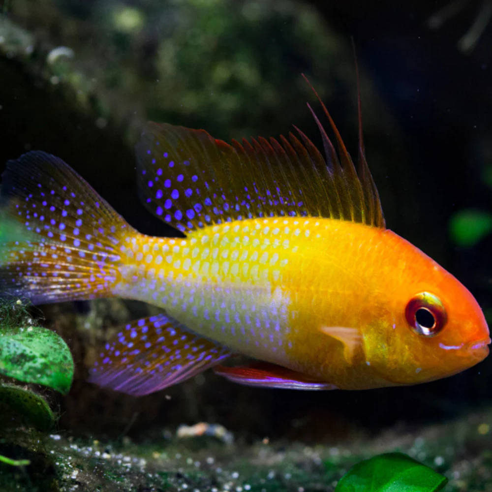 Golden Ram Available Now!! - Roxy Aquarium
