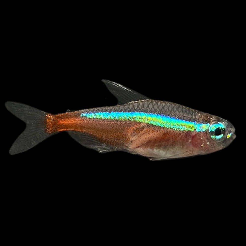 Neon Green Tropical Fish