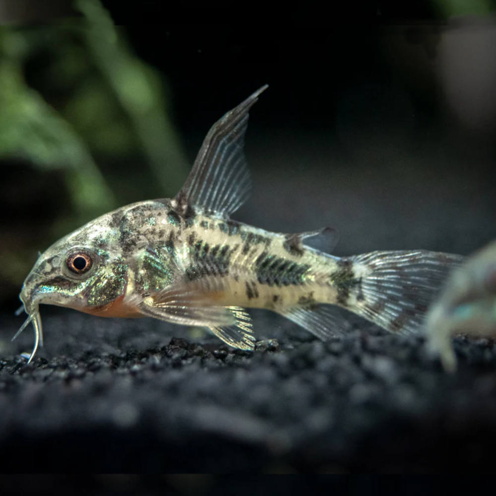 Peppered Corydora Hifin - Roxy Aquarium
