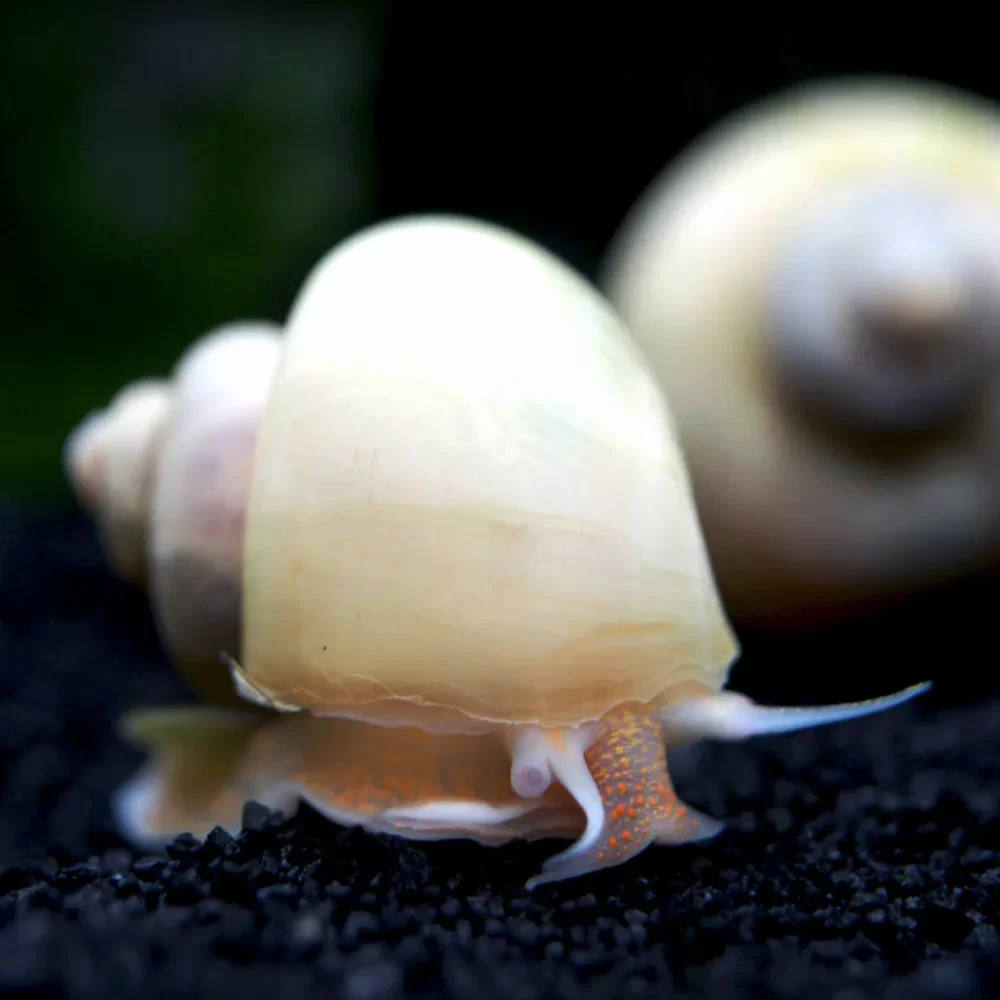 Mystery Ivory Snail Available - Roxy Aquarium